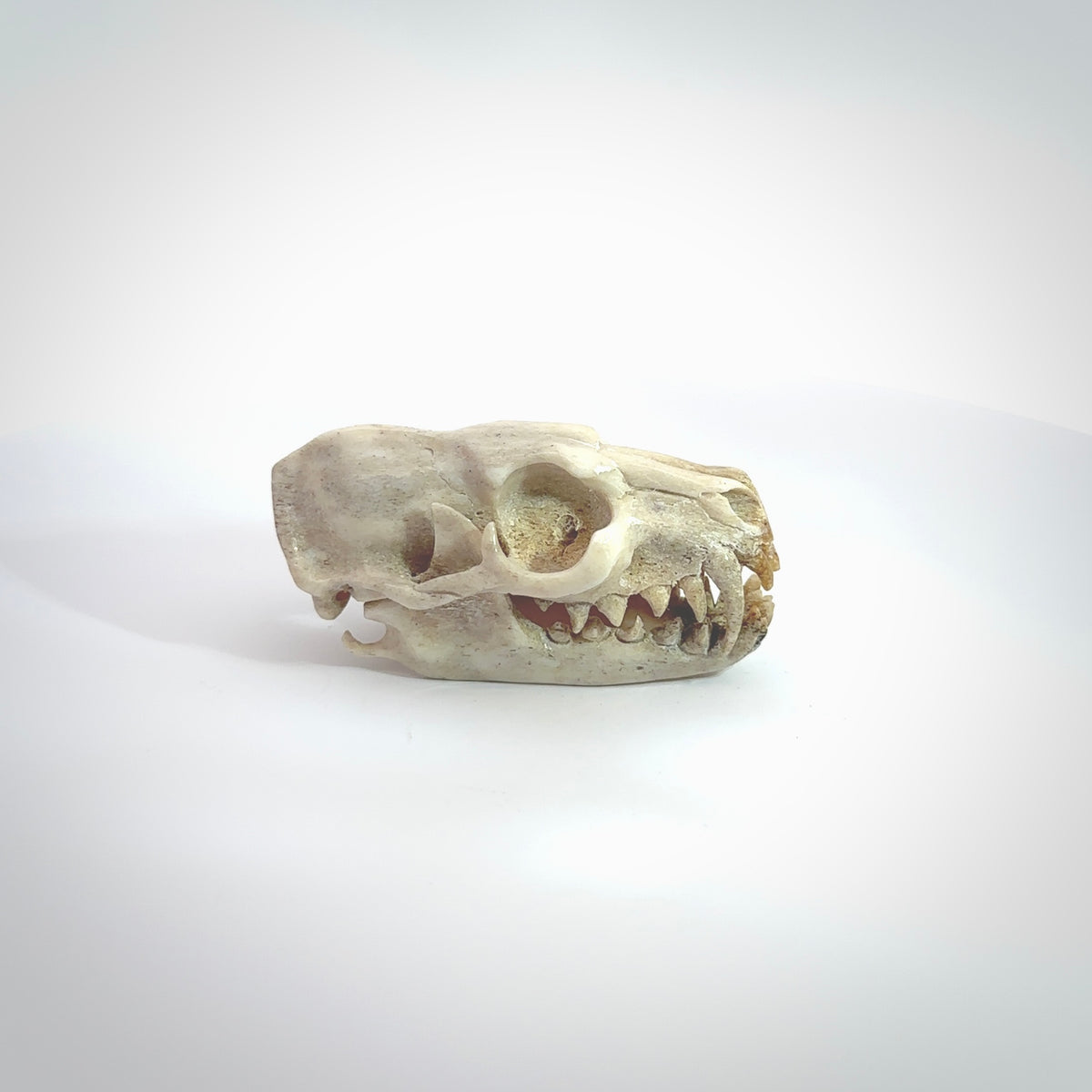 HAND CARVED DEER ANTLER CAT SKULL PENDANT. CAT SKULL ART. CAT SKULL ...